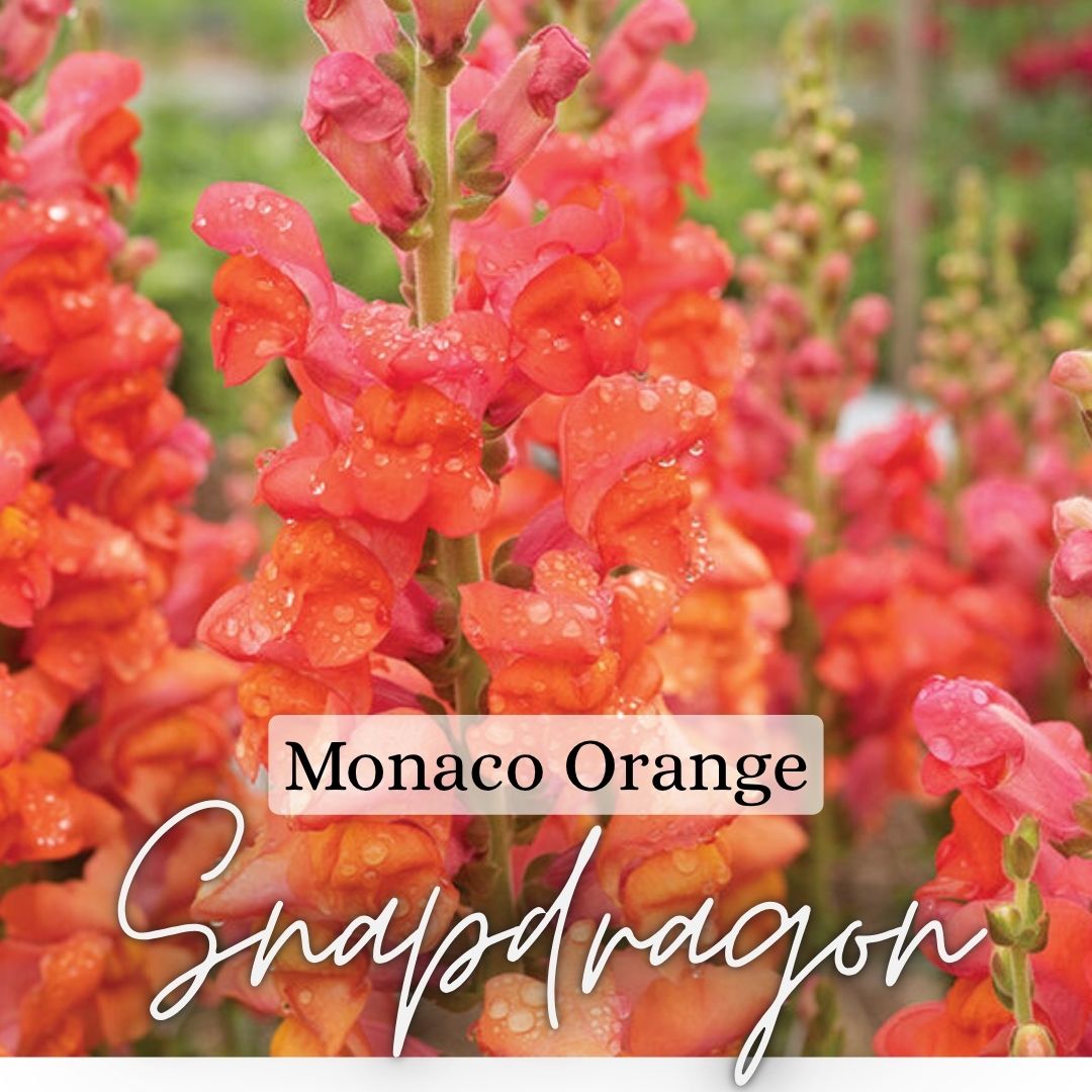 Snapdragon Plant 6-Pack - Monaco Orange – Saltwater Ranch Flower Farm